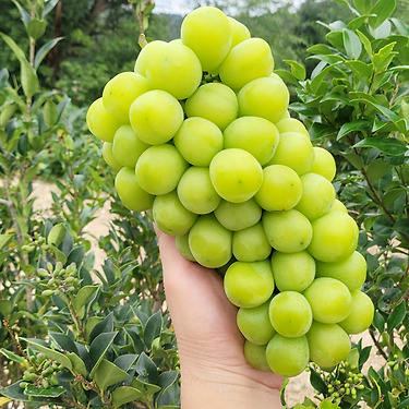 GAP김천샤인머스켓1kg(2-3수)부터.당도보장(16브릭스이상!) 가정용특품 산지직송 껍질째먹는 고당도포도(김천지리적표시등록) | 카카오톡 쇼핑하기