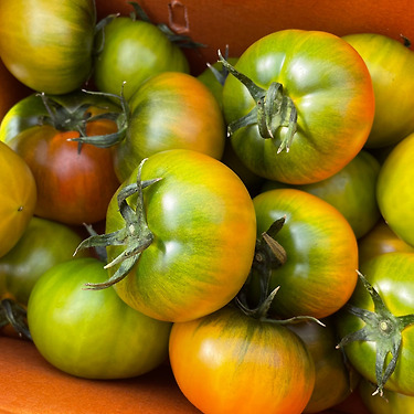 25년 첫 출하! 부산 대저 짭짤이토마토 2.5kg S-2S, 달콤 짭쪼롬한 짭짤이토마토! | 톡딜